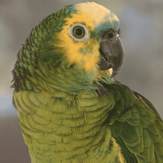 Tout savoir sur les animaux les plus caractéristiques du Mexique